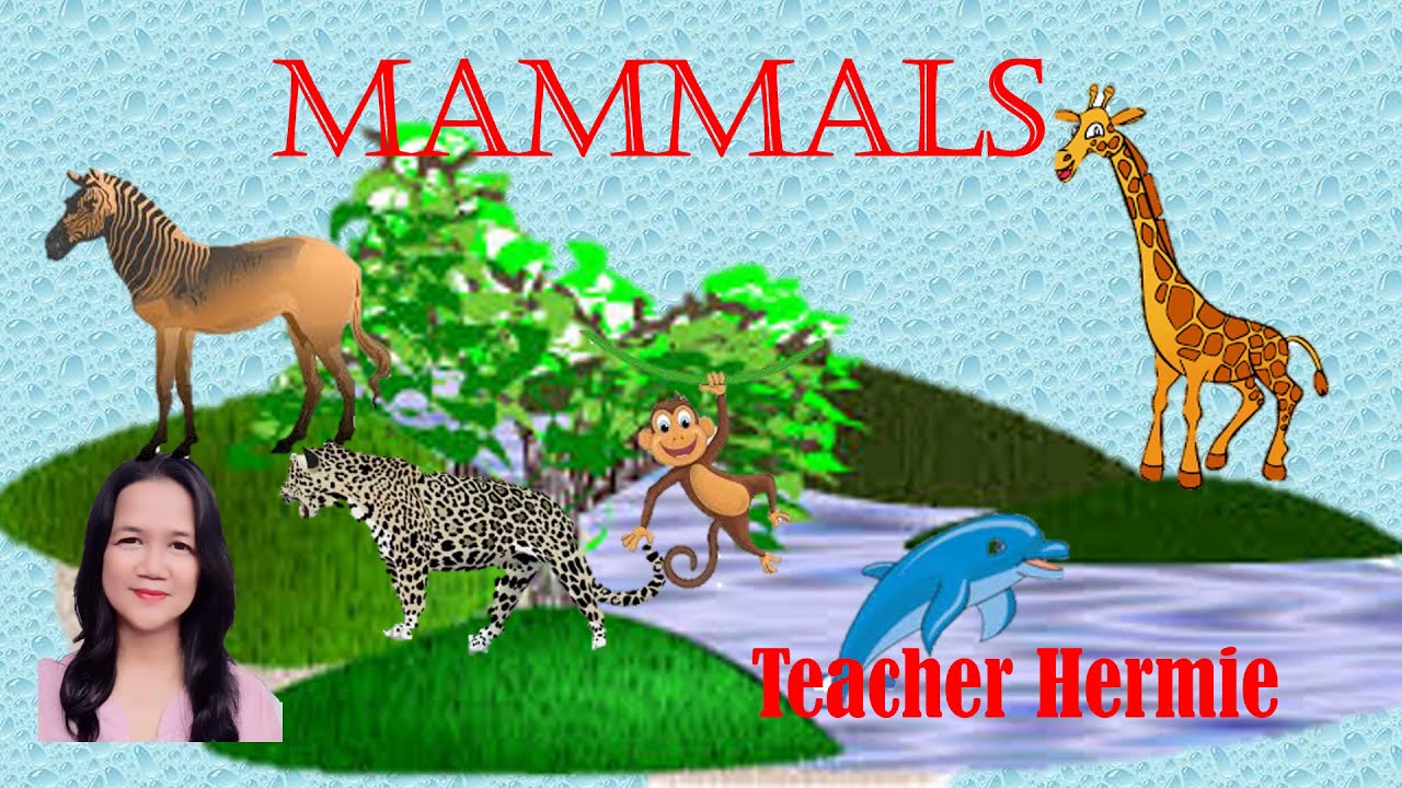 MAMMALS - YouTube