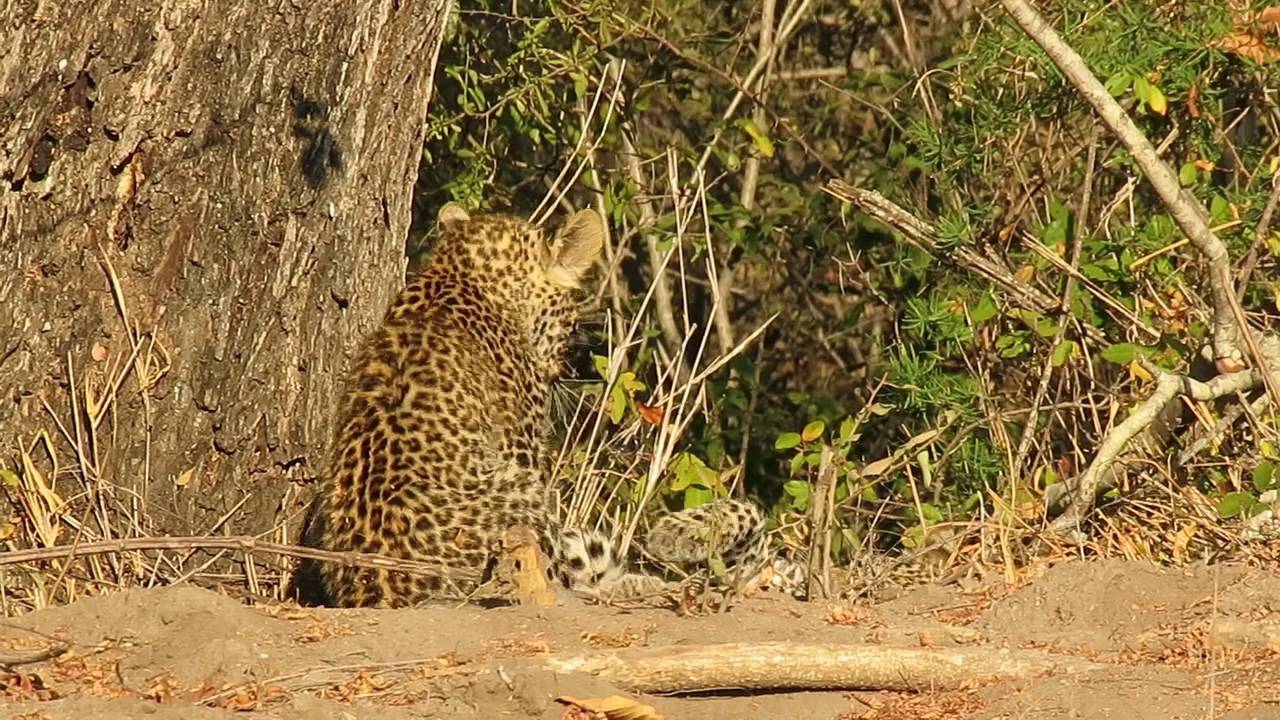 Leopard Cubs Playing - YouTube