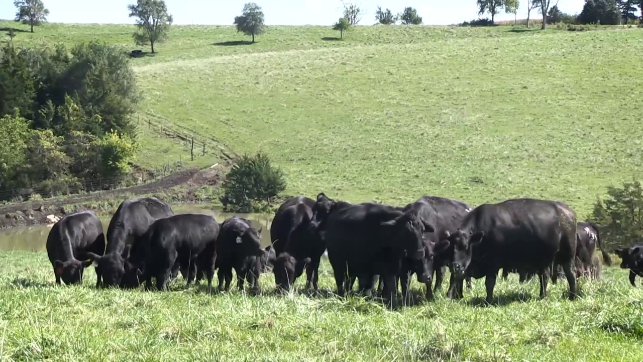 Angus VNR: Carcass grades climb in 2016 - YouTube