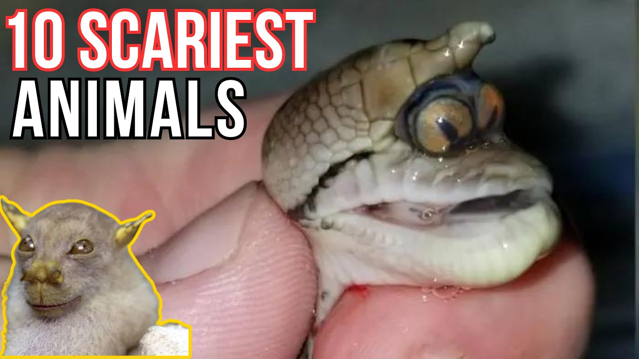 The 10 Creepiest Creatures on Earth - Nightmare Fuel from the Animal ...