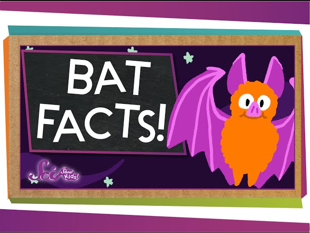Science: 3 Fun Facts About Bats gene…: English ESL video lessons