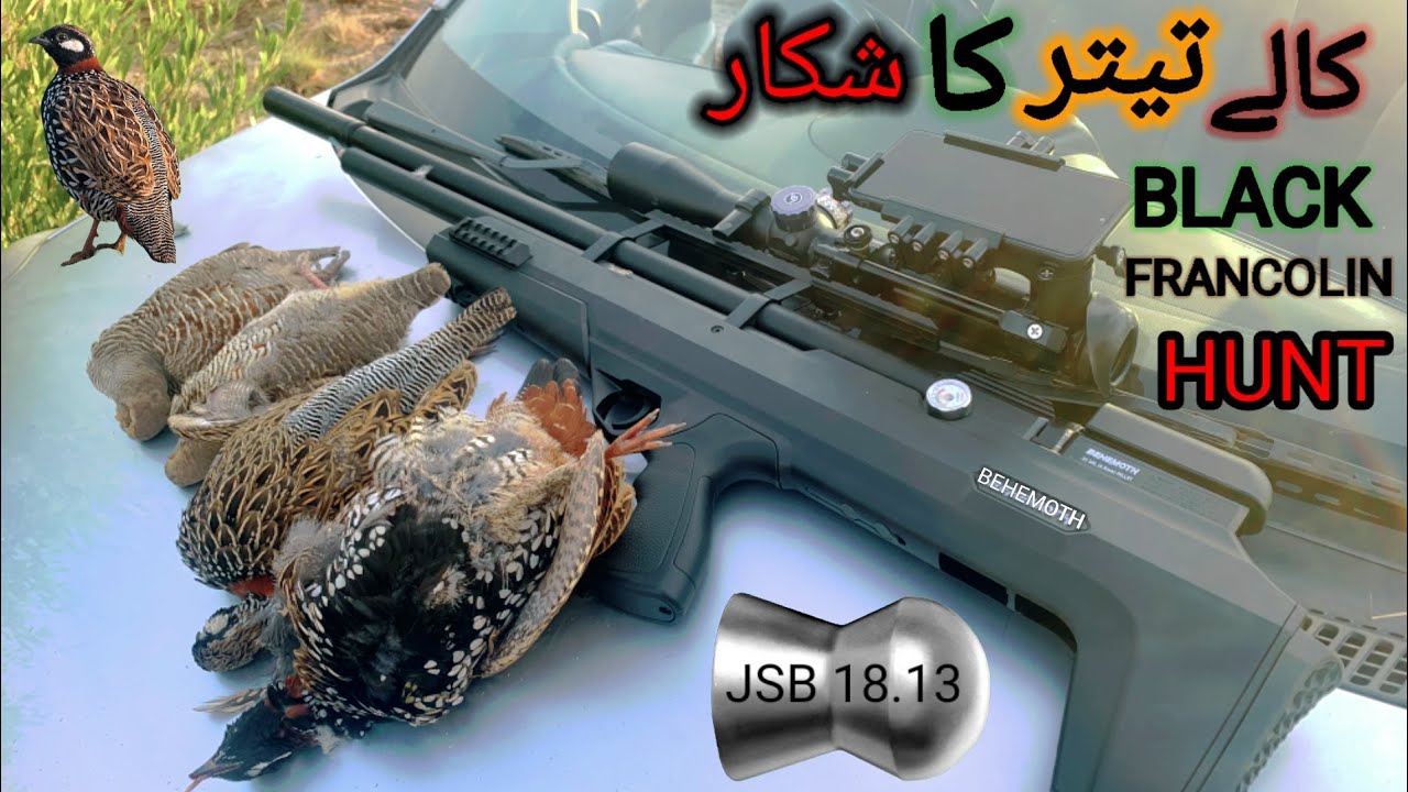 Black Partridge "Kala Teetar" Hunting in Pakistan with PCP Airgun ...