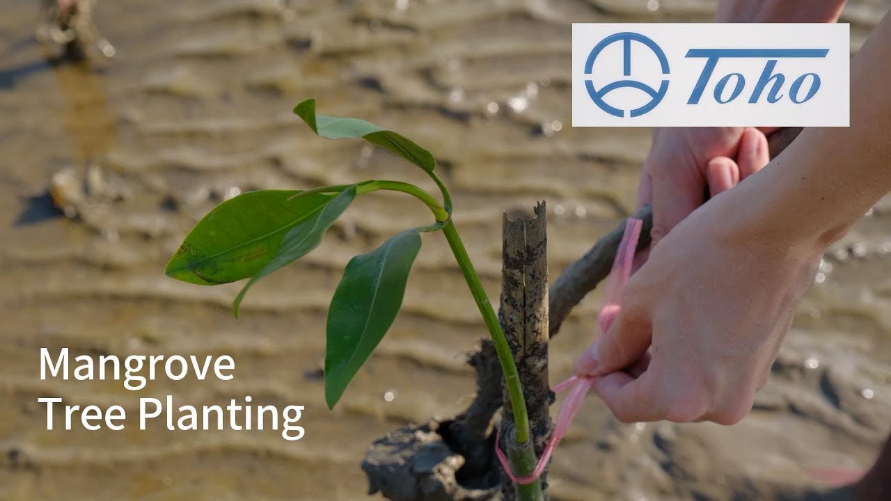 Tree Planting - CSR Activity ー TOHO INDUSTRY ( THAILAND ) ー - YouTube