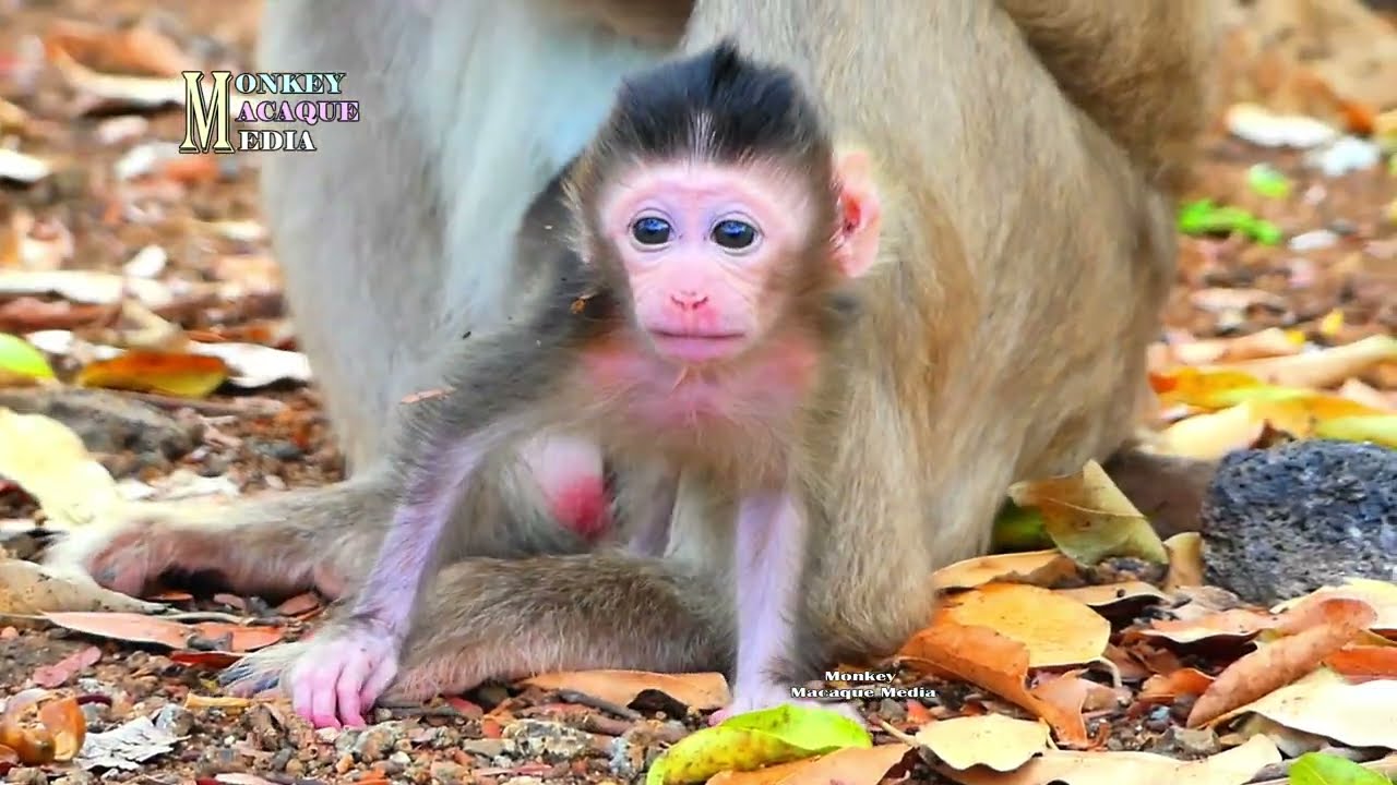 Ouch-so-sadIy! Monkey Mony warning-tiny monkey baby Mono to-reject-milk ...