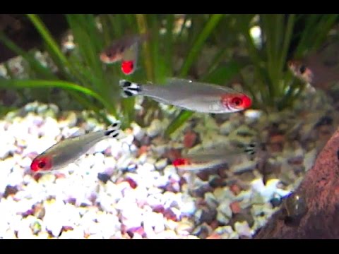 ラミーノーズテトラ Firehead Tetra Hemigrammus bleheri - YouTube