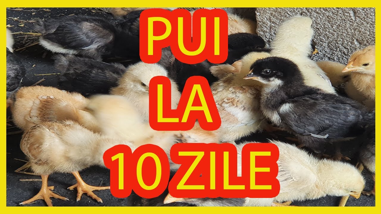Pui De Gaina La Varsta De 10 Zile - Pui Scosi La Incubator Cleo5 ...