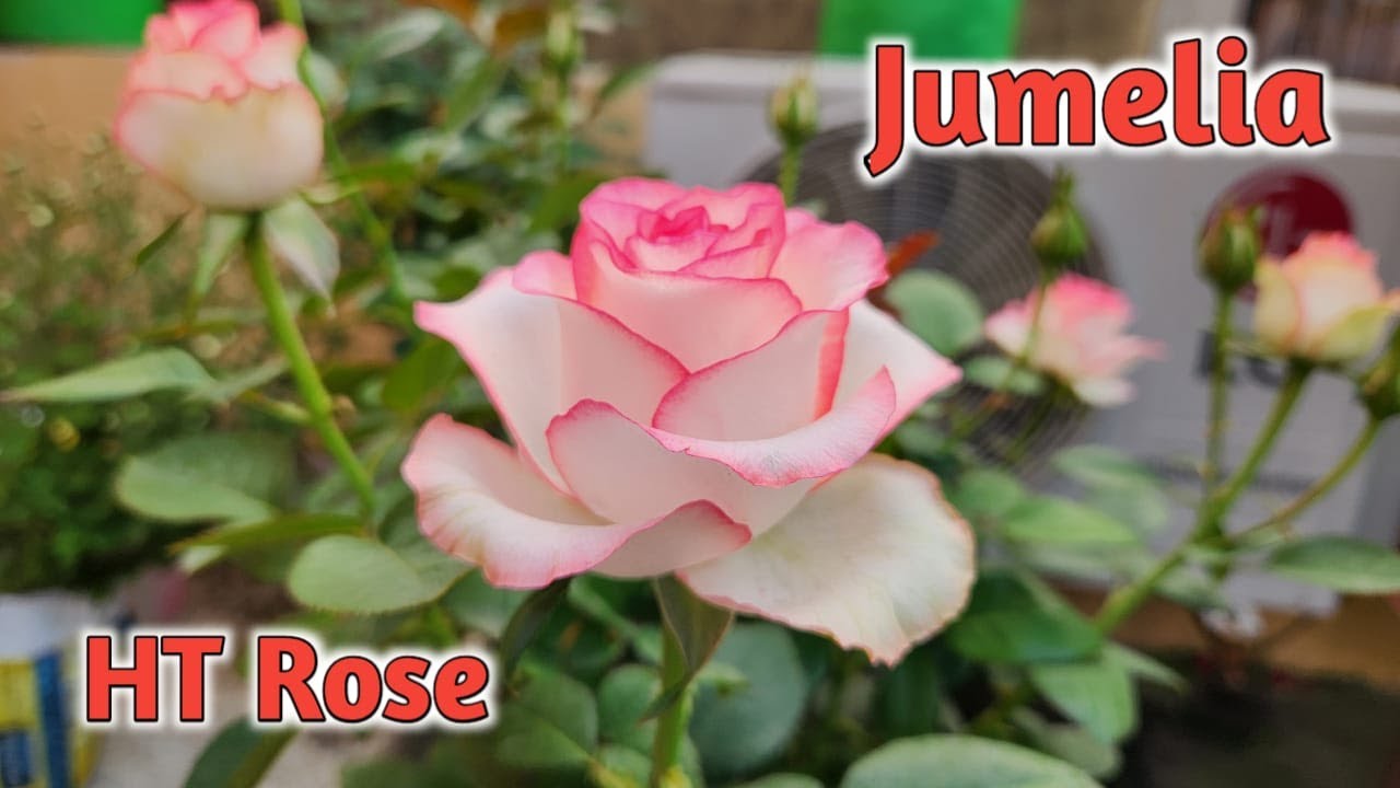 Jumelia 2022 #rose at my #terracegarden - YouTube