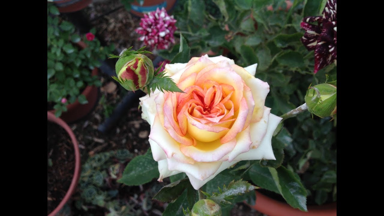 Ambiance (Nirpnufdeu) / NIRP International - rose - rosa - rosier - YouTube