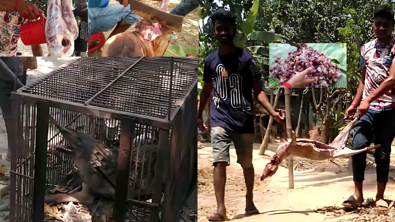 Delicious Fresh Fox Meat Part - 1 - YouTube