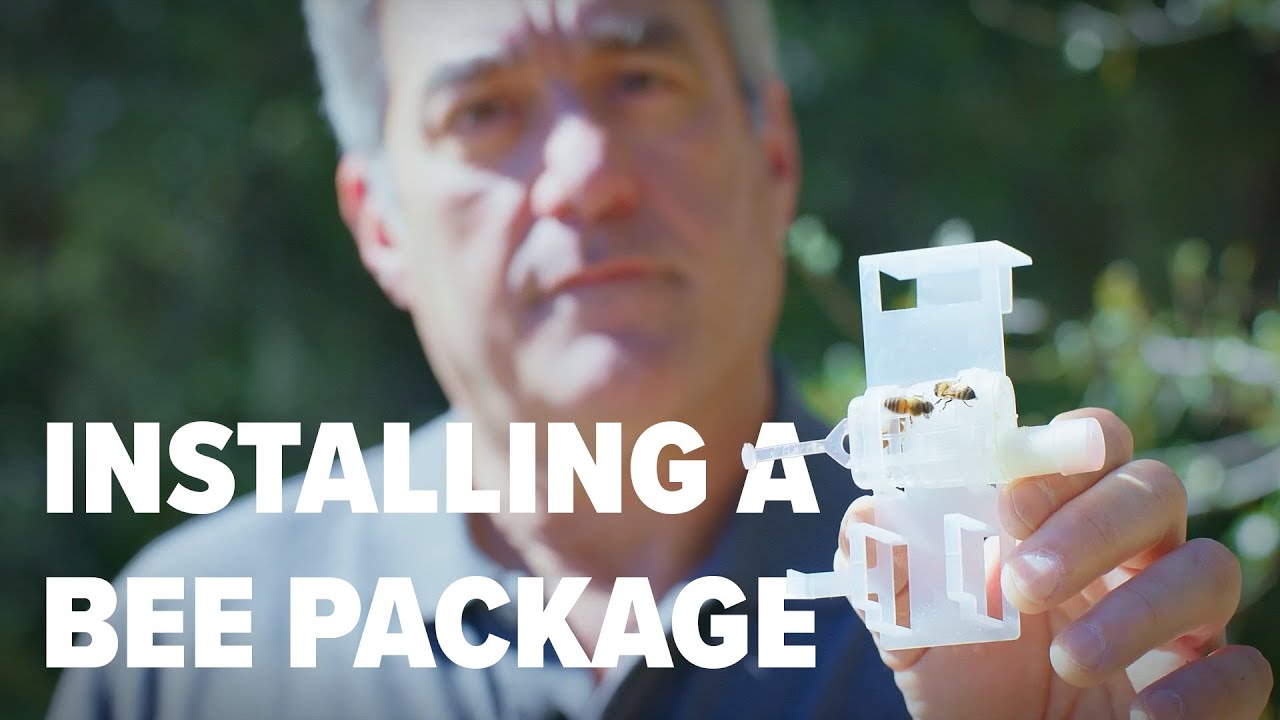 Installing a Bee Package: With Wood Bus - YouTube