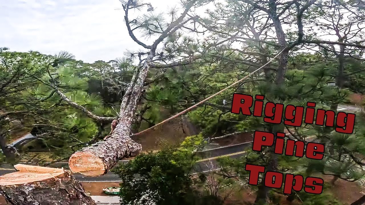 Pine Tree Climbing, Rigging and Removing Stump - YouTube