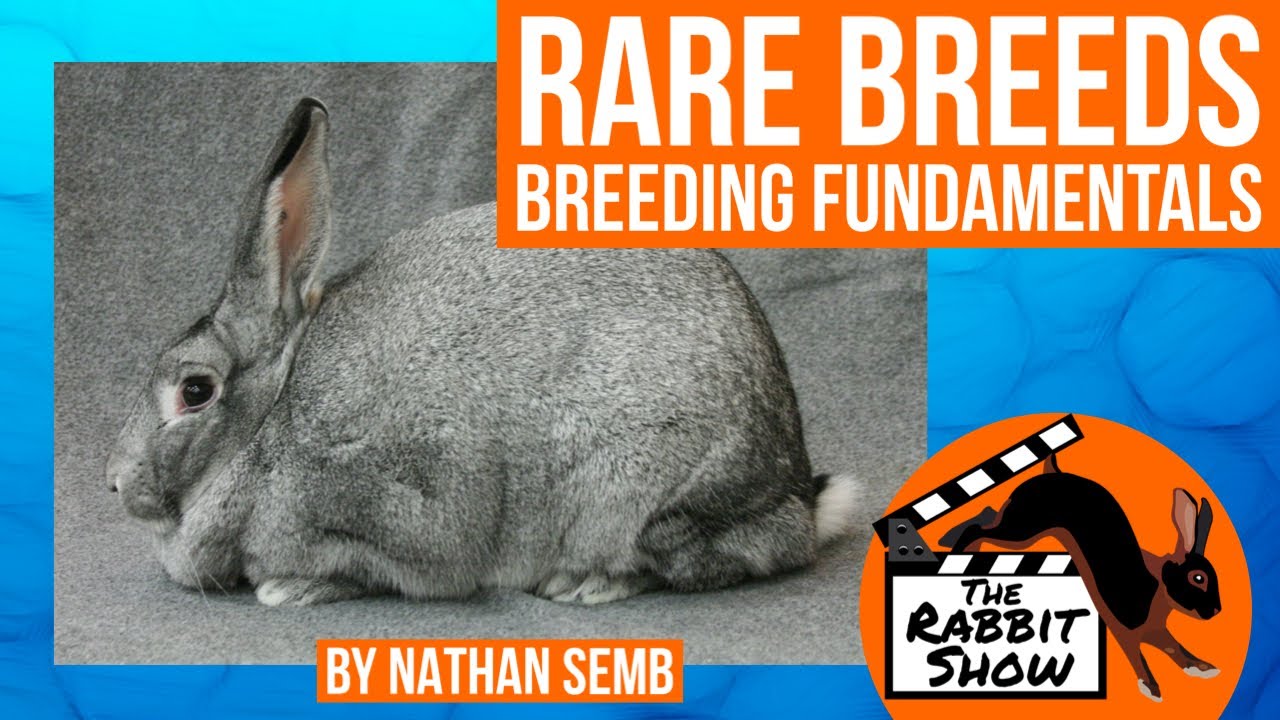 Rare Breeds Breeding Fundamentals by Nathan Semb, National Best of ...