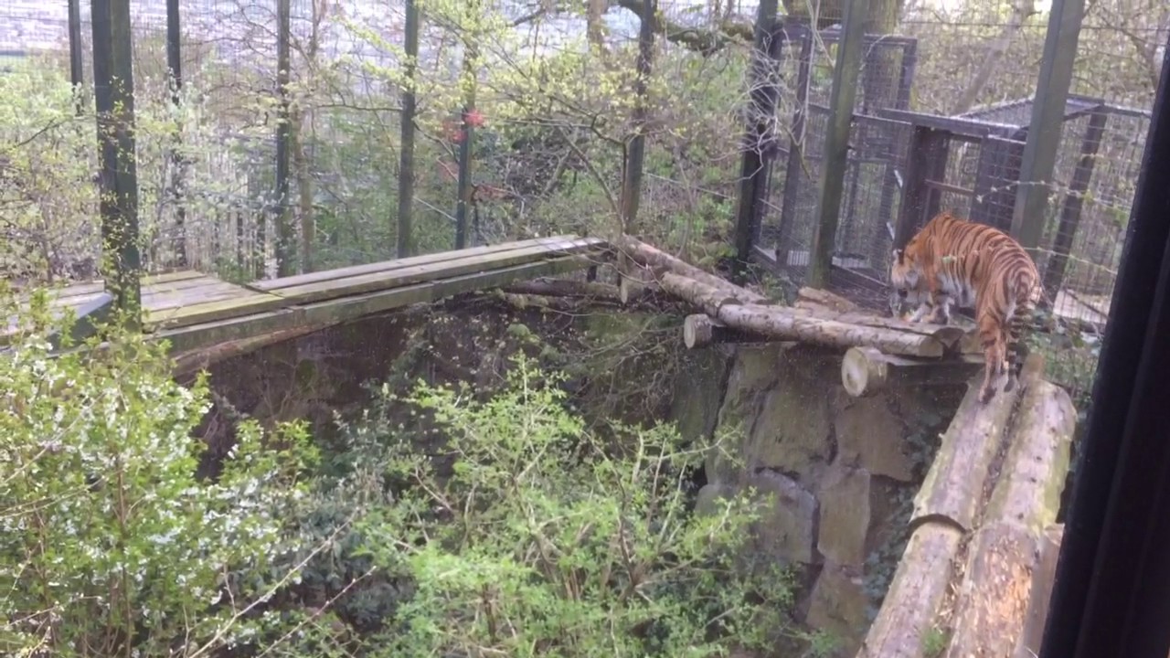 Sumatran Tiger at Edinburgh Zoo - Scotland, UK - YouTube