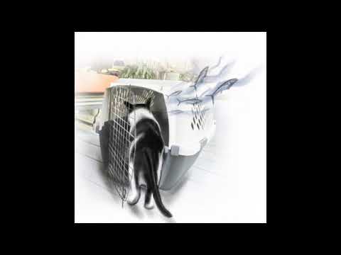 Clyde the Lucky Cat Audio   SD 480p