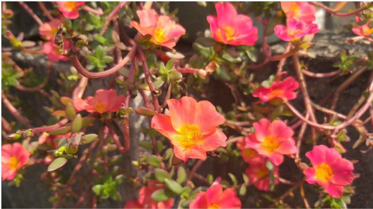Get hundreds of buds on Portulaca /Moss Rose / Mexican Rose/How to grow ...