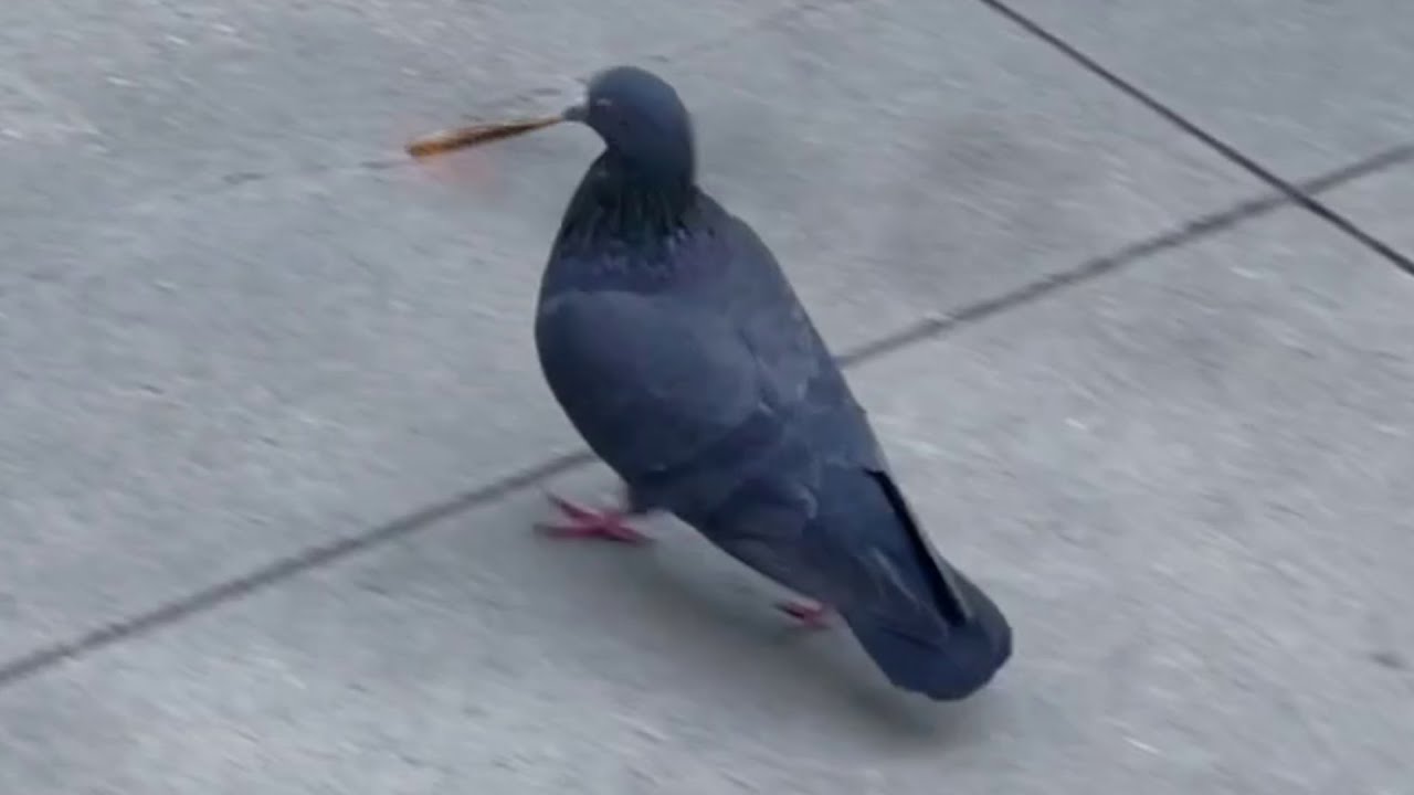 Pigeon Hits The Blunt - YouTube