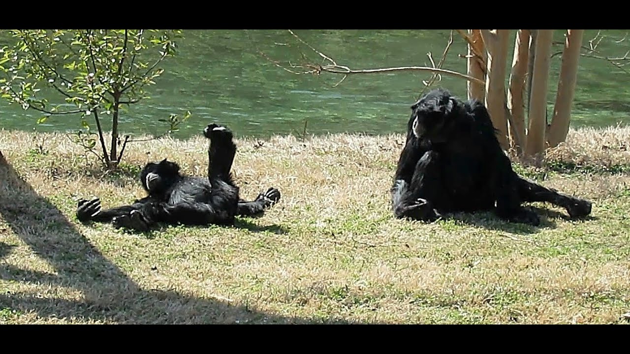 Virginia Beach - 3 of 41 - Zoo - Funny Siamang Monkey - YouTube