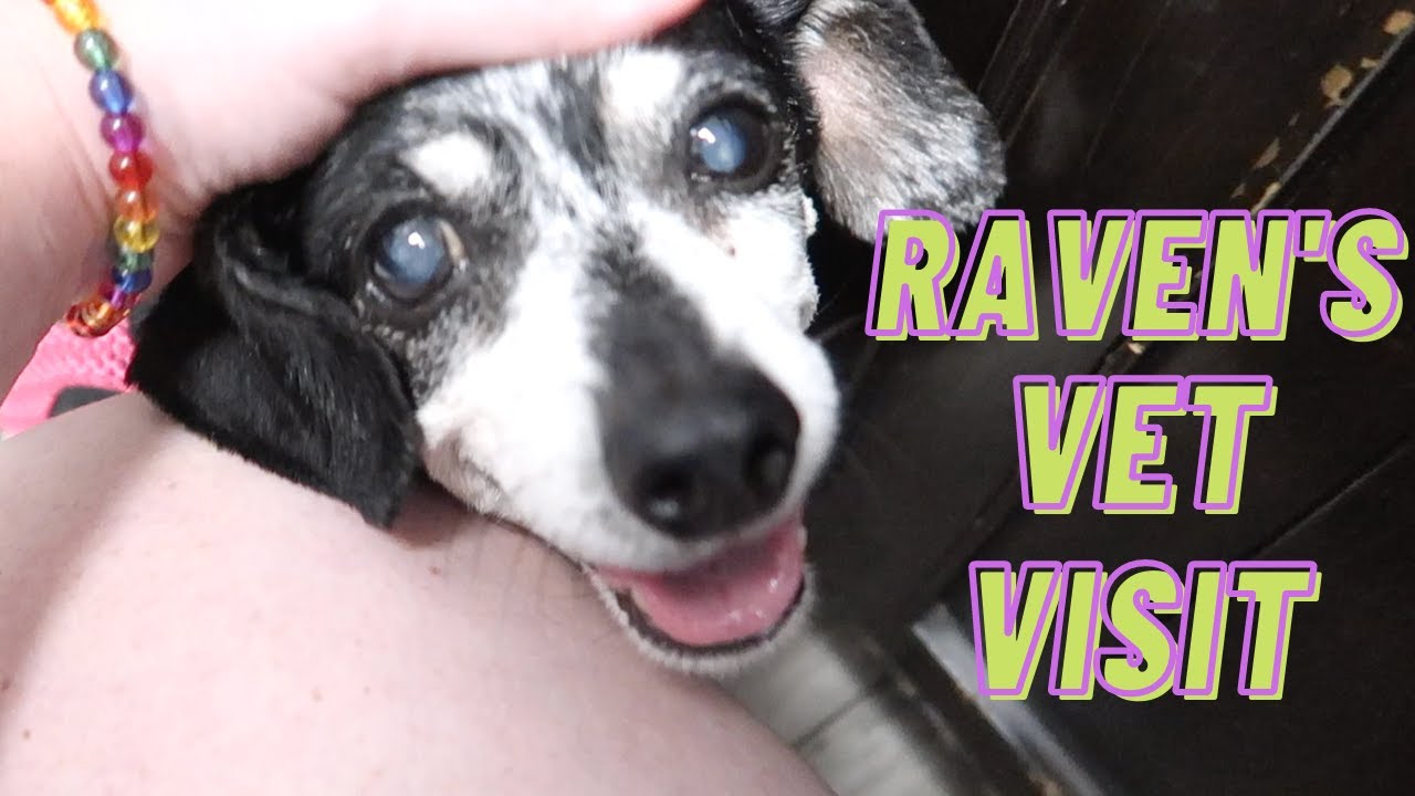 RAVEN GOES TO THE VET - YouTube