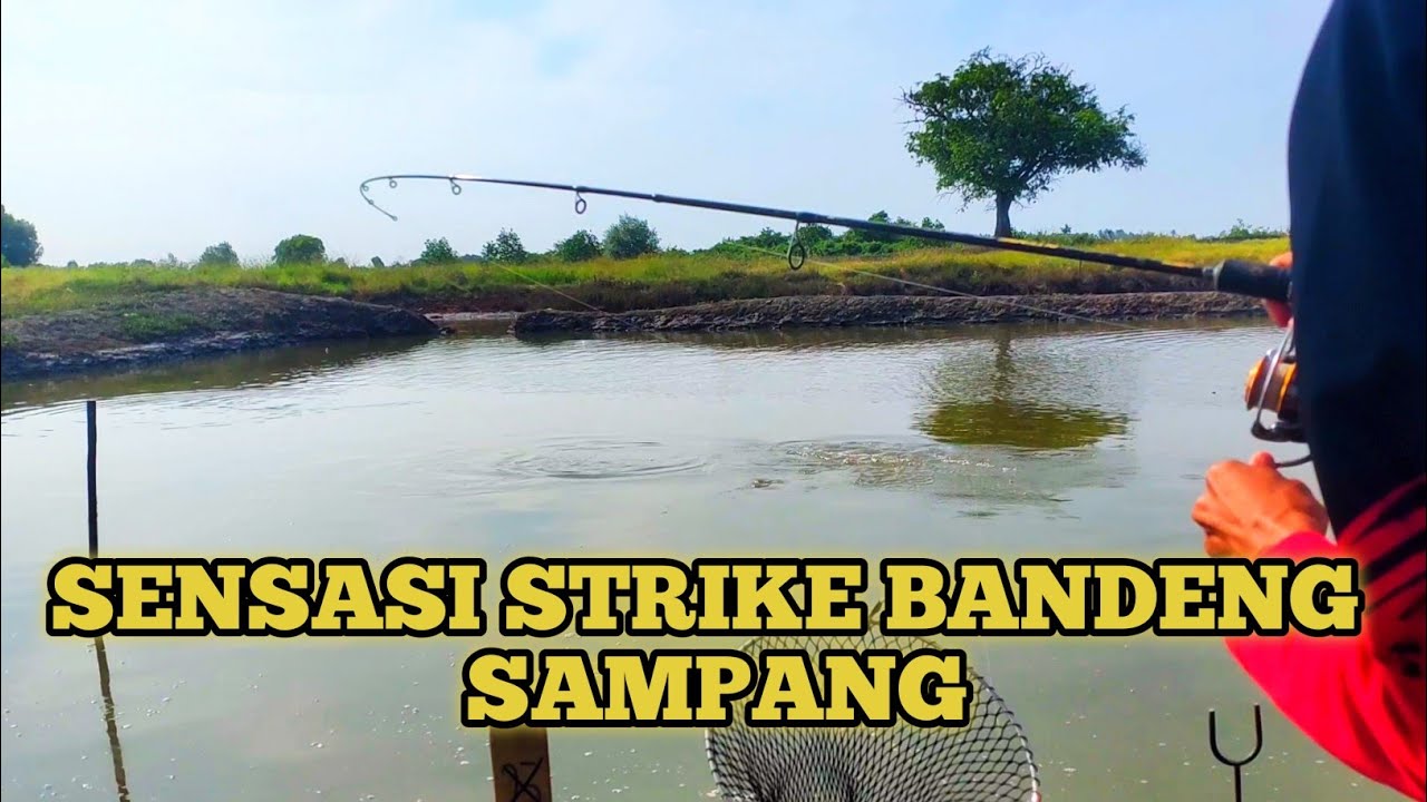 Full Strike...!! Mancing Bandeng Spot Sampang Susukan Pontang - YouTube