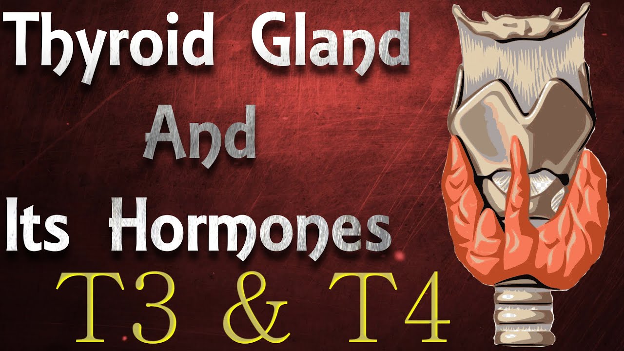Thyroid Gland anatomy Animated -Thyroid hormones synthesis and ...
