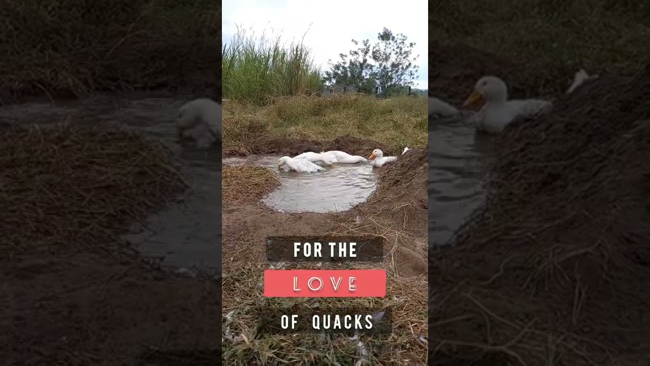digging a duck pond - YouTube