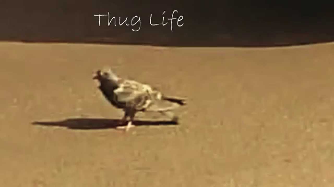 Thug Pigeon - YouTube