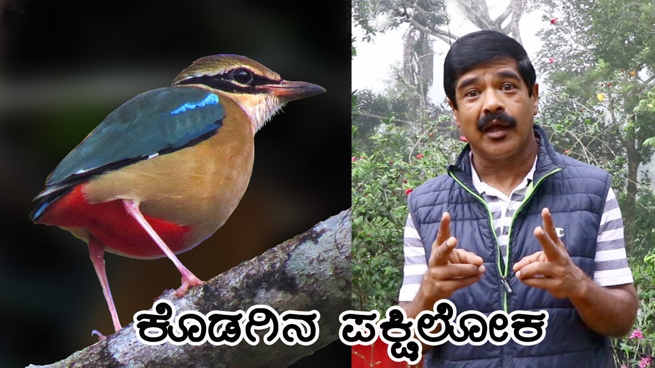 Kodagina Pakshiloka | Birds of Coorg | Episode 2 | Indian Pitta - YouTube