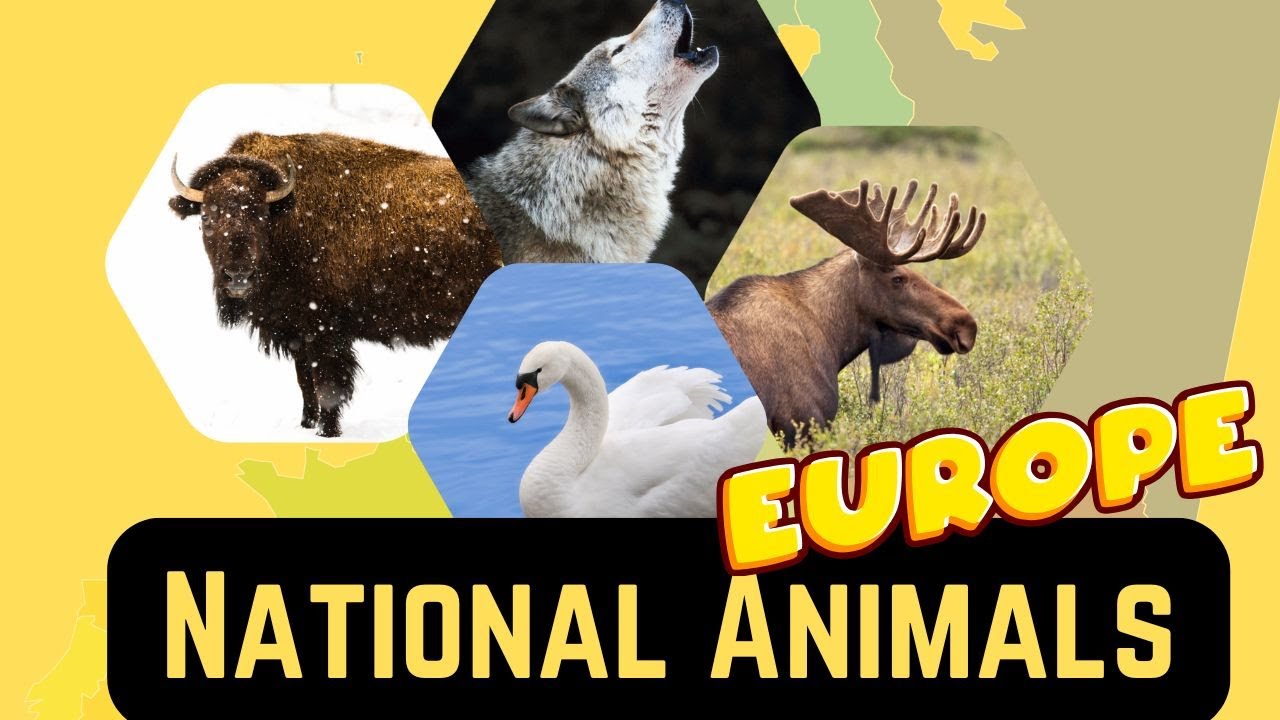National Animals of European Countries | Fun Learning for Kids - YouTube