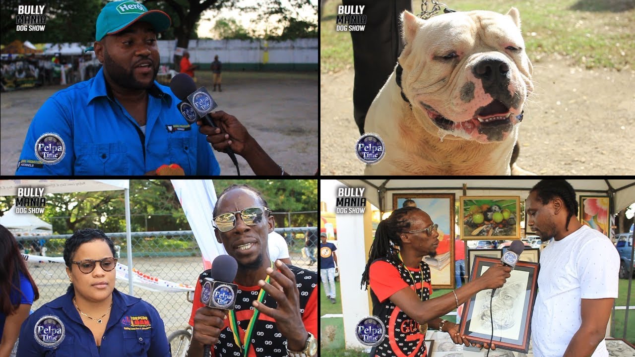 Bully Mania Dog Show AMERICAN BULLY ( A B K C ) in JAMAICA - YouTube