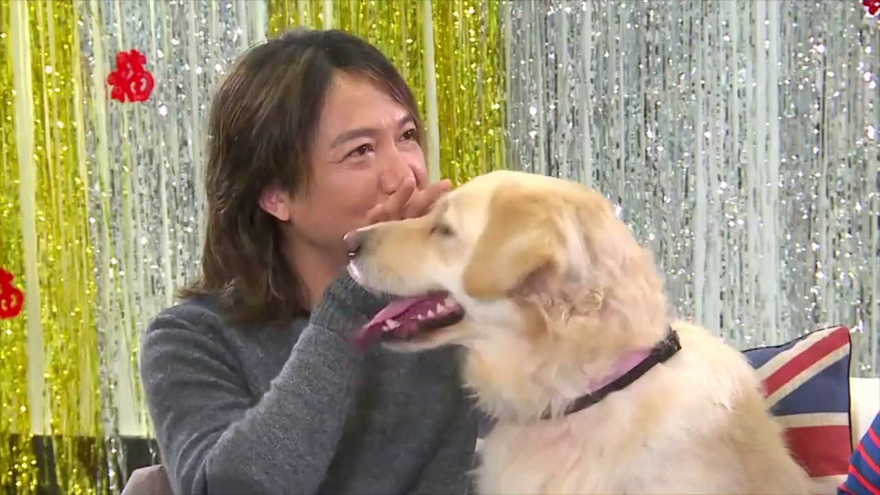 金毛尋回犬怕細狗怕到跳上梳發 煉狗術師 Eric Ko 教主人吳國敬提升狗仔安全感 (寵物狗救星 - 超級馴犬師 - EP06-1 ...