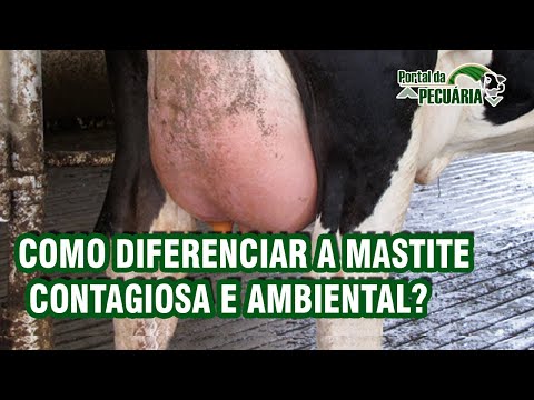 Como diferenciar a Mastite contagiosa e ambiental? - YouTube