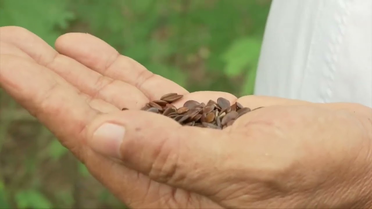 Leucaena o "Guaje" como forraje ganadero - YouTube