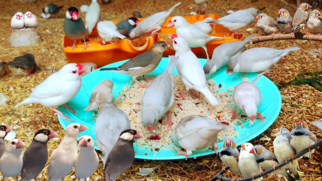 Healthy Food for Java Birds and Finches – Benefits of Boiled Rice and ...