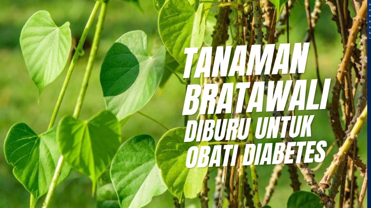 Mengenal Fakta Tanaman Bratawali, Akar Ali-Ali atau Brotowali, Si Pahit ...