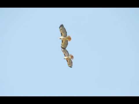 MATING OF THE RED TAILED HAWKS - YouTube
