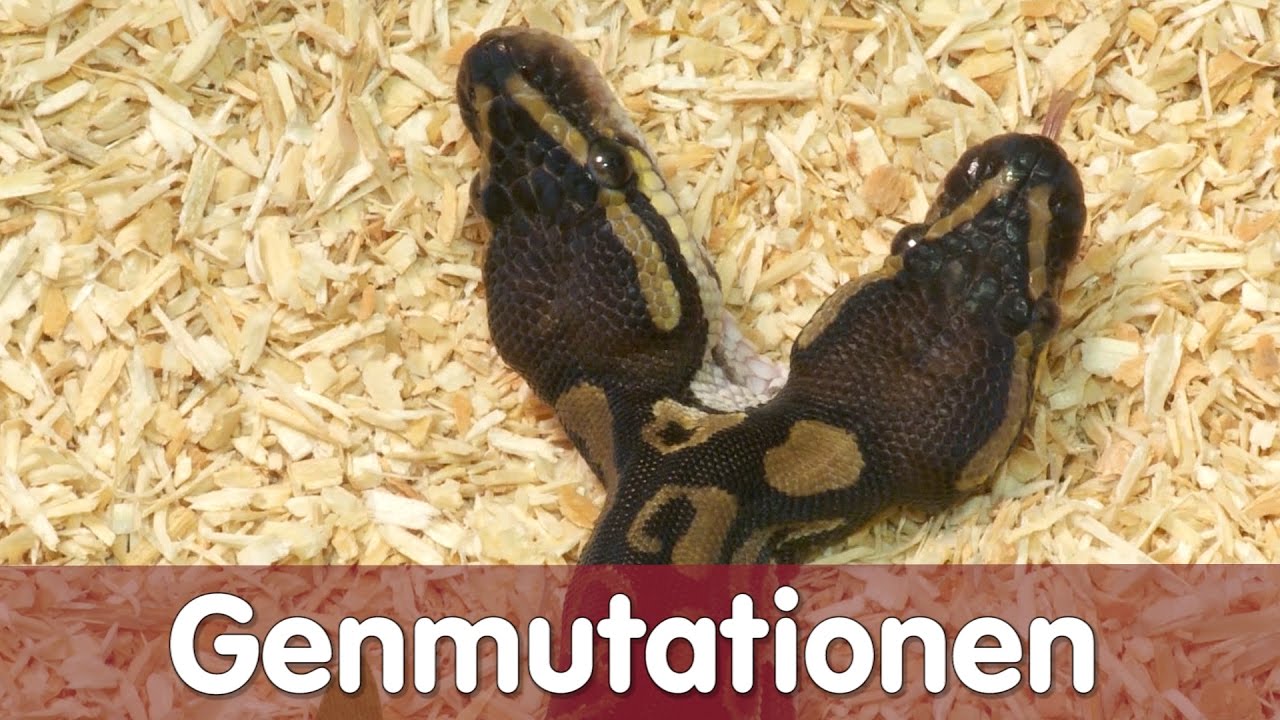 Reptil TV - Folge 102 - Genmutationen bei Reptilien - YouTube