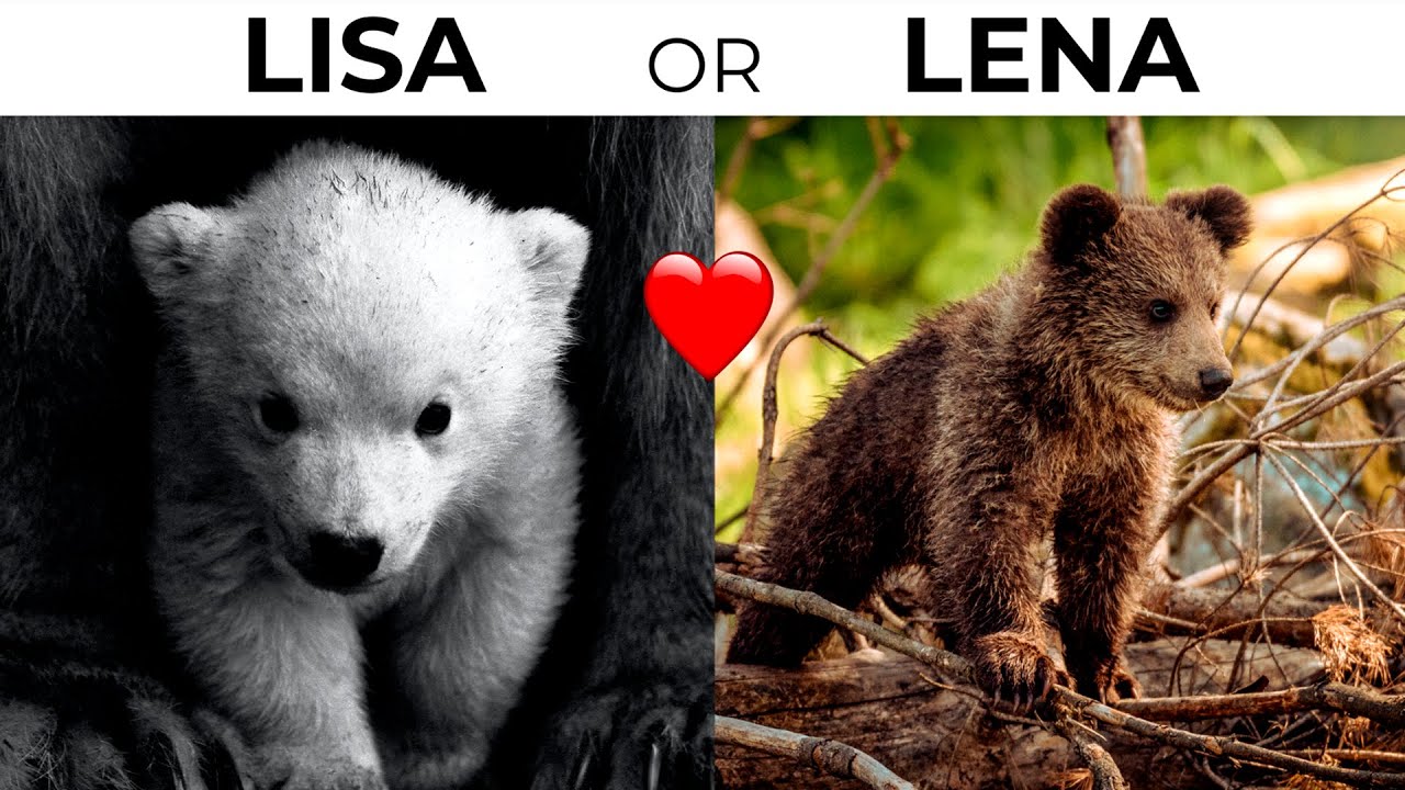 Lisa or Lena (animals) 🦁🐯🐨 - YouTube