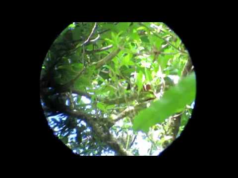 Three-Wattled Bellbird - Monteverde, Costa Rica - YouTube