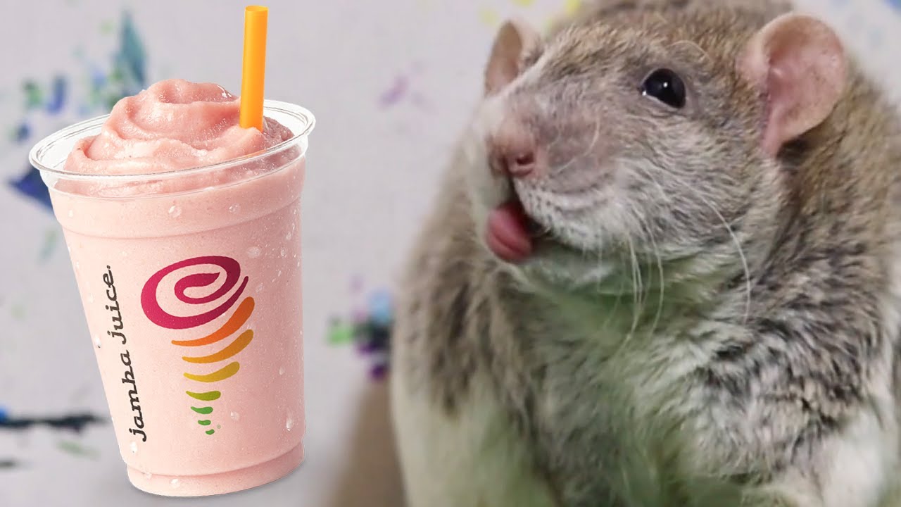 Jamba Smoothie (Rat Review) - YouTube