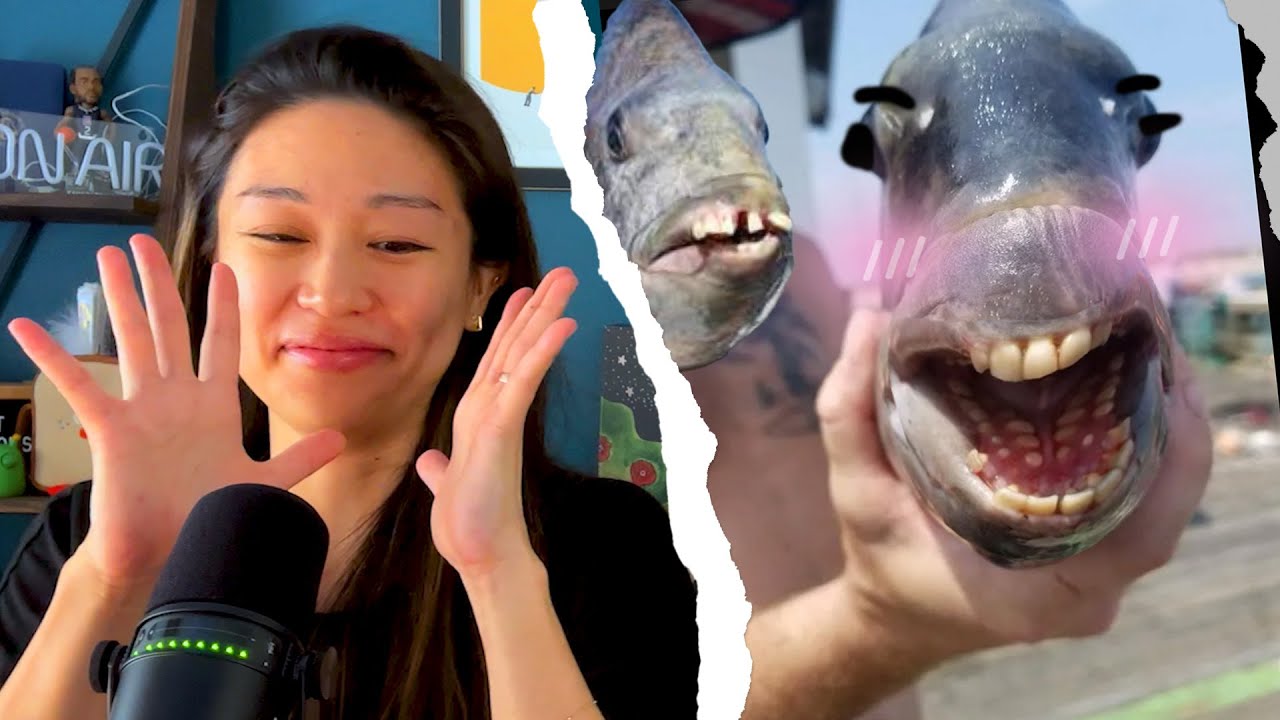 Taking a break! This Fish has HUMAN TEETH | Chemist Confessions Podcast ...