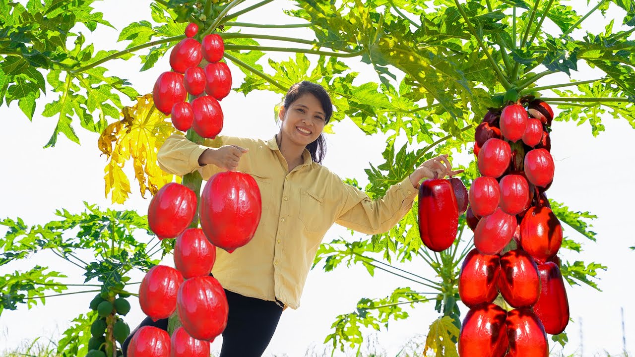 Harvesting 200kg of ripe red papayas to sell at the local market | CBN ...