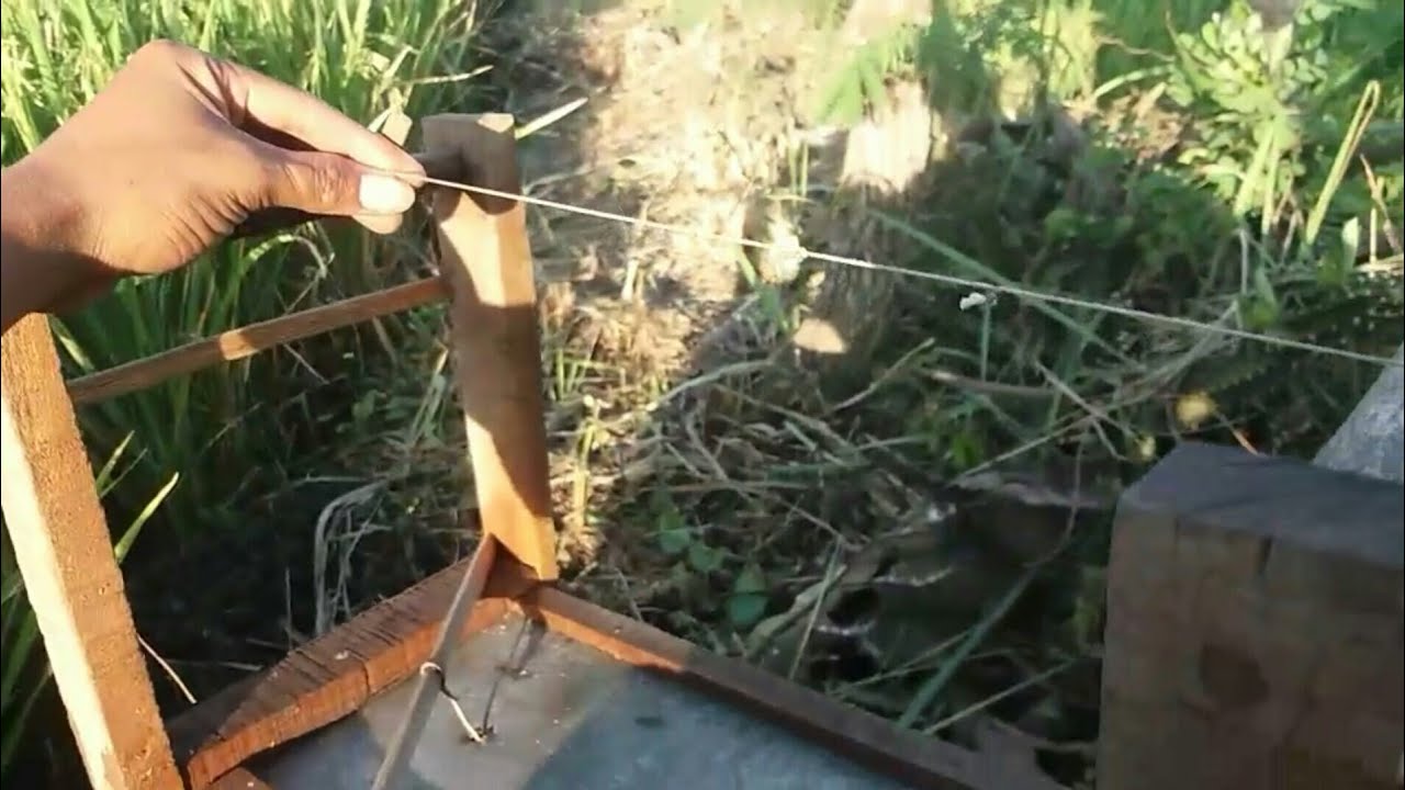 perangkap tikus werok part 1 - YouTube