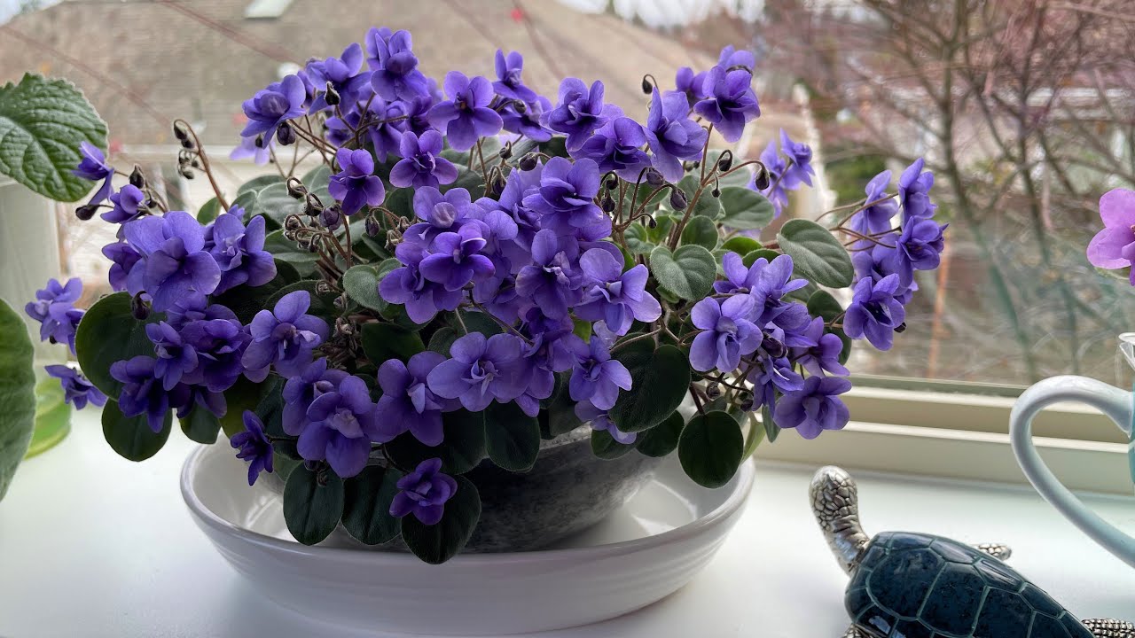 Gray Turtle Violets - 2021 Holiday Blooms - Part 2 - YouTube