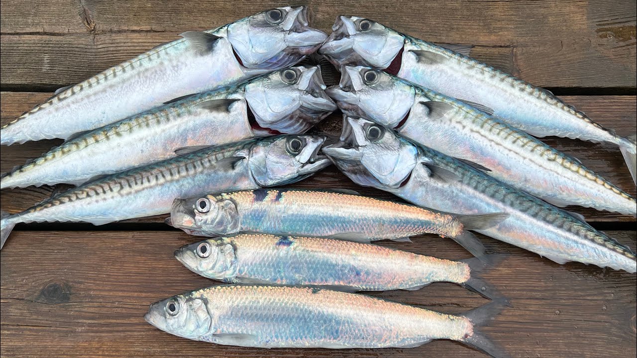 How to catch, clean and cook Mackerel and Herring - Delicious and ...