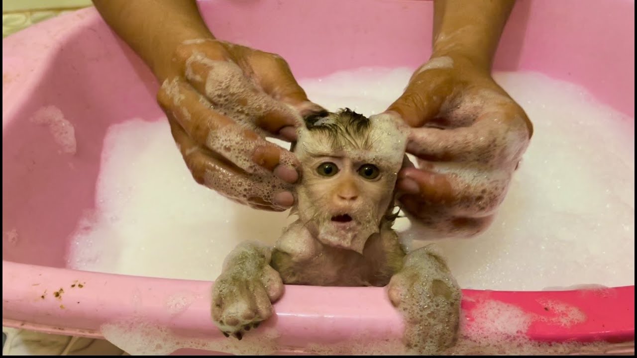 Wash the monkey's hair - YouTube