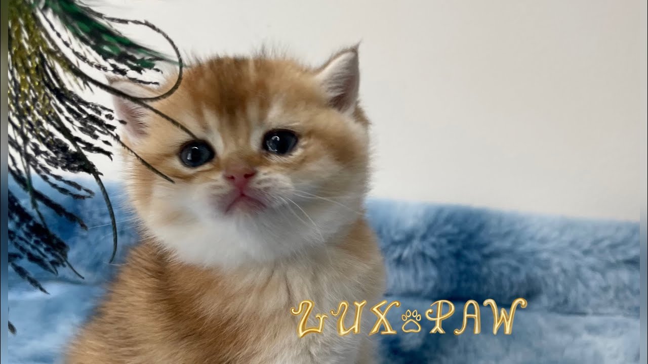 Dior - British shorthair golden kitten | Lux Paw Cattery - YouTube