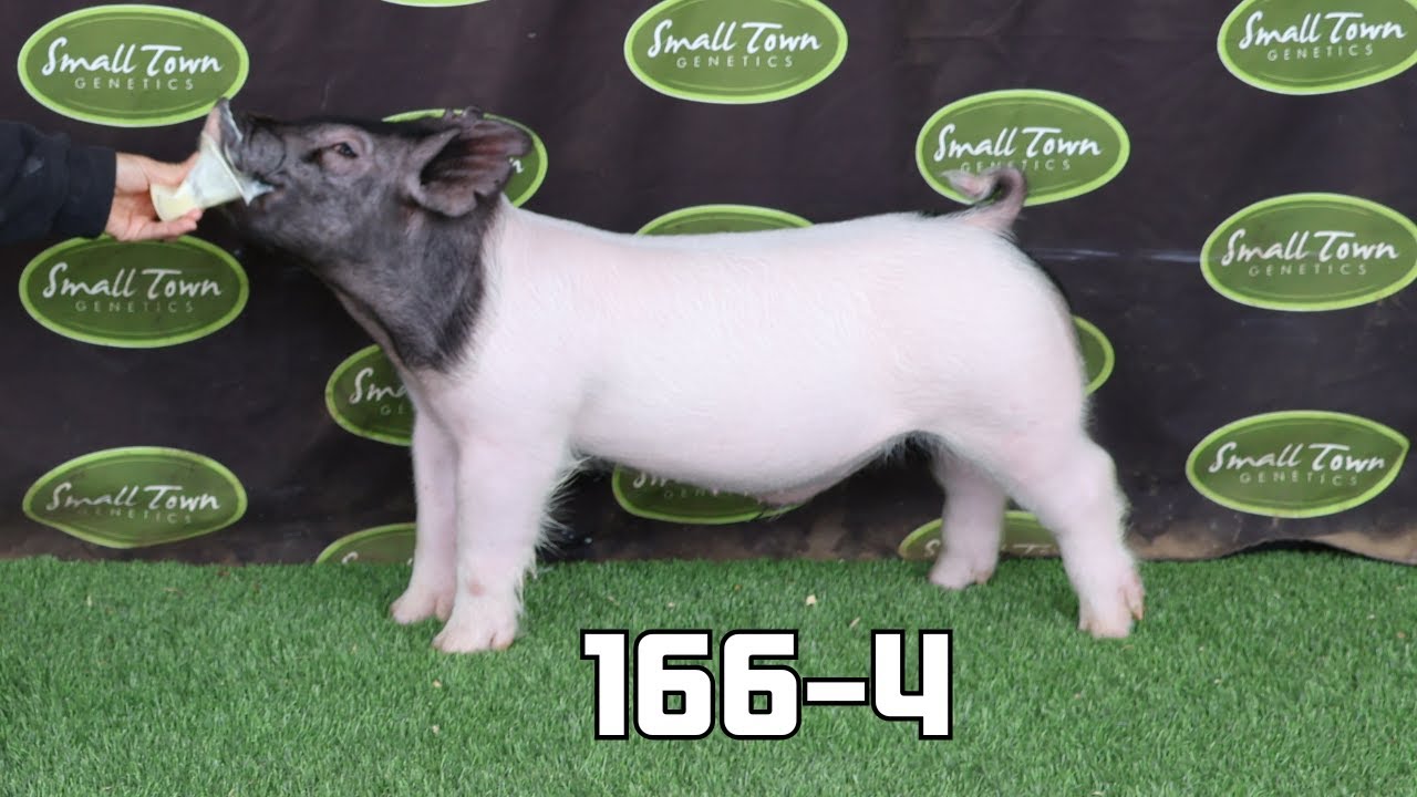 166-4 Dark Cross Boar - YouTube