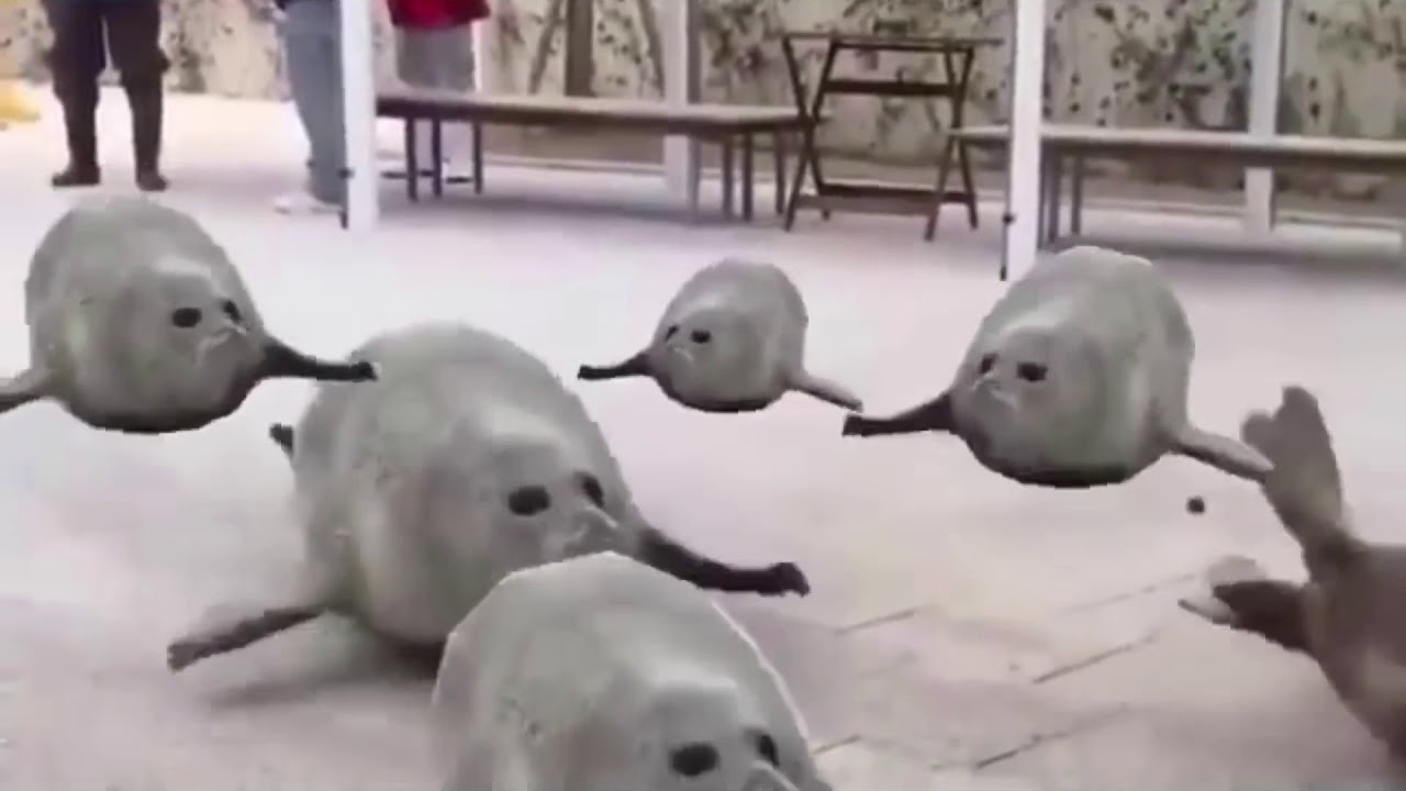 Seal meme - YouTube