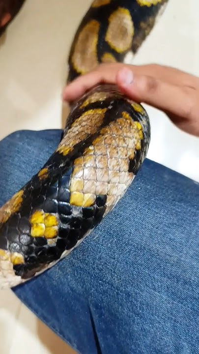 Biggest Snake Python 21 feet #faiziwildlifefarm #animalloverofpakistan ...