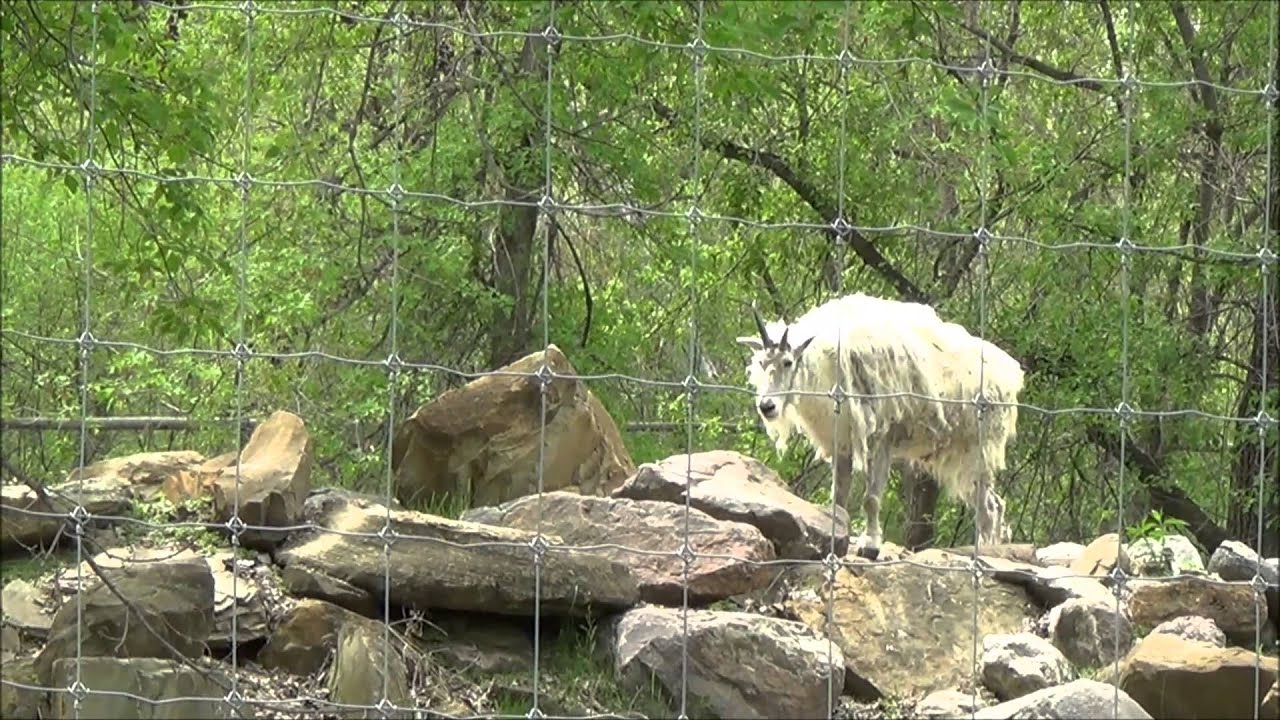 Bismarck, ND Zoo - YouTube